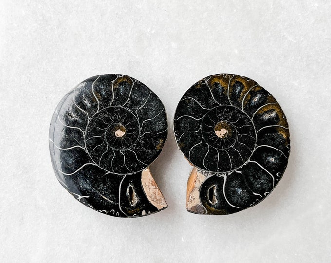 Small Black Ammonite Fossil Pair - A Quality Split Specimen Jewelry ...