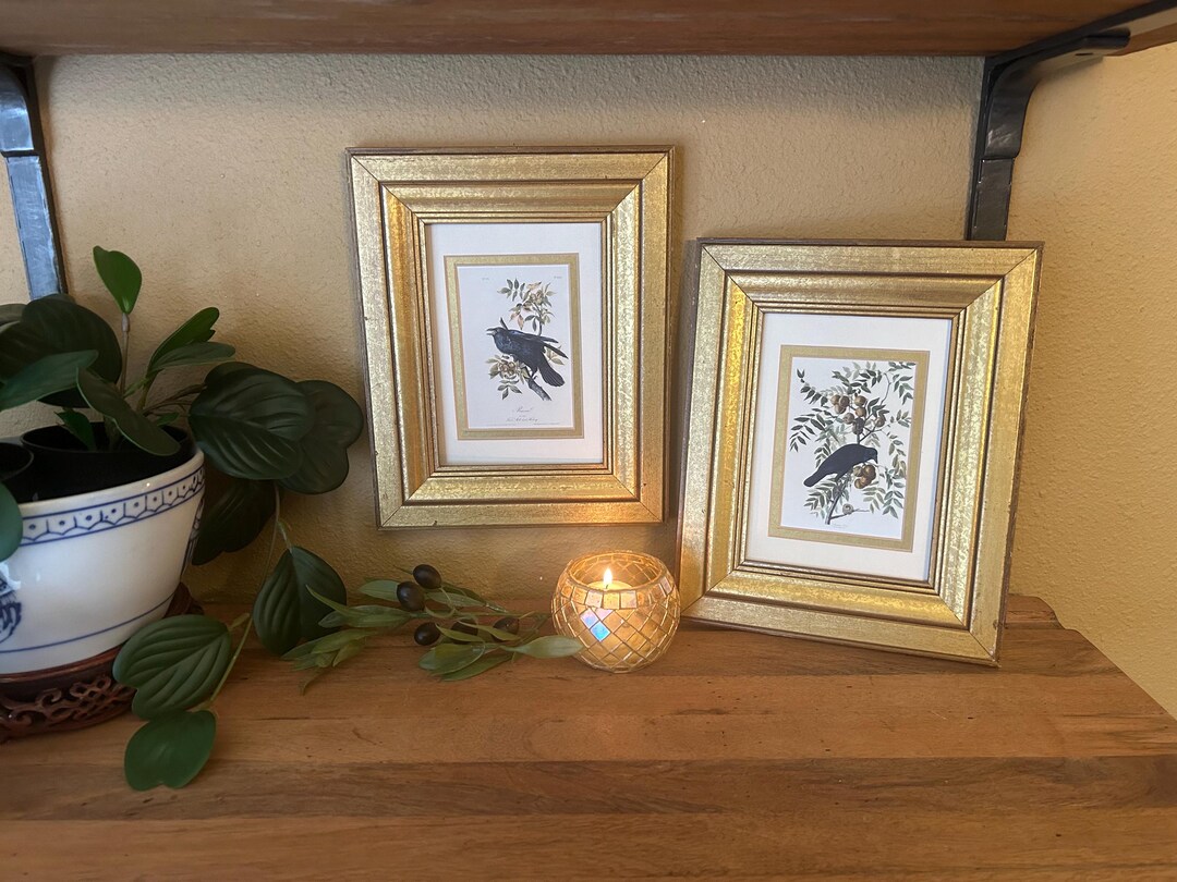 Vintage Raven & Crow Prints: Audubon Style, Gold Frame, Spooky ...