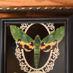 Vintage Luna Moth Wall Hanging, Moth Collection Display, Mounted Moth ...