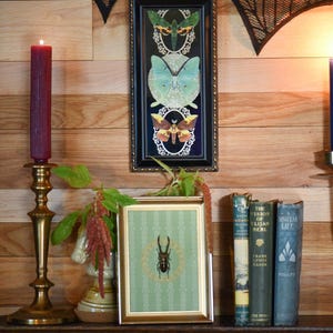 Vintage Luna Moth Wall Hanging, Moth Collection Display, Mounted Moth ...