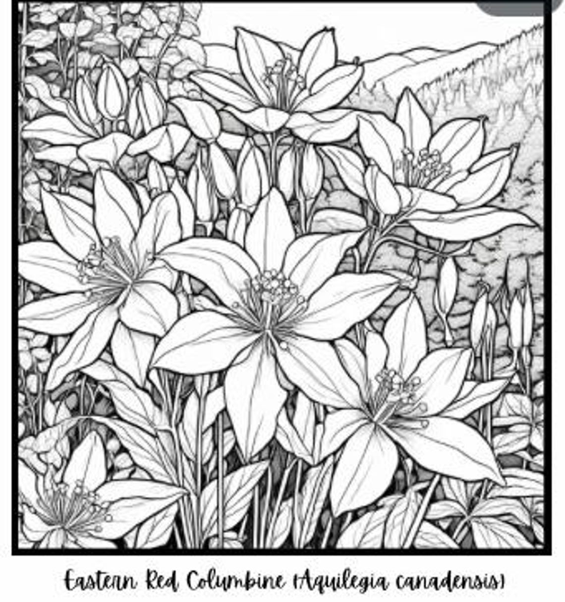 Coloring Book for Adults North American Wild Flowers mini Version - Etsy