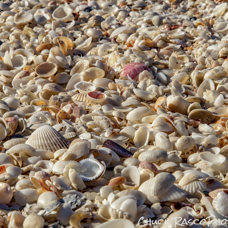 Sanibel Island Shell Art - Etsy