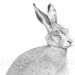 Hare Art Print - Hand Drawn Animal Pencil Drawing Illustration A4 / A5 ...