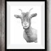 Pygmy Goat Art Print - Hand Drawn Animal Pencil Drawing A4 / A5 Sizes ...