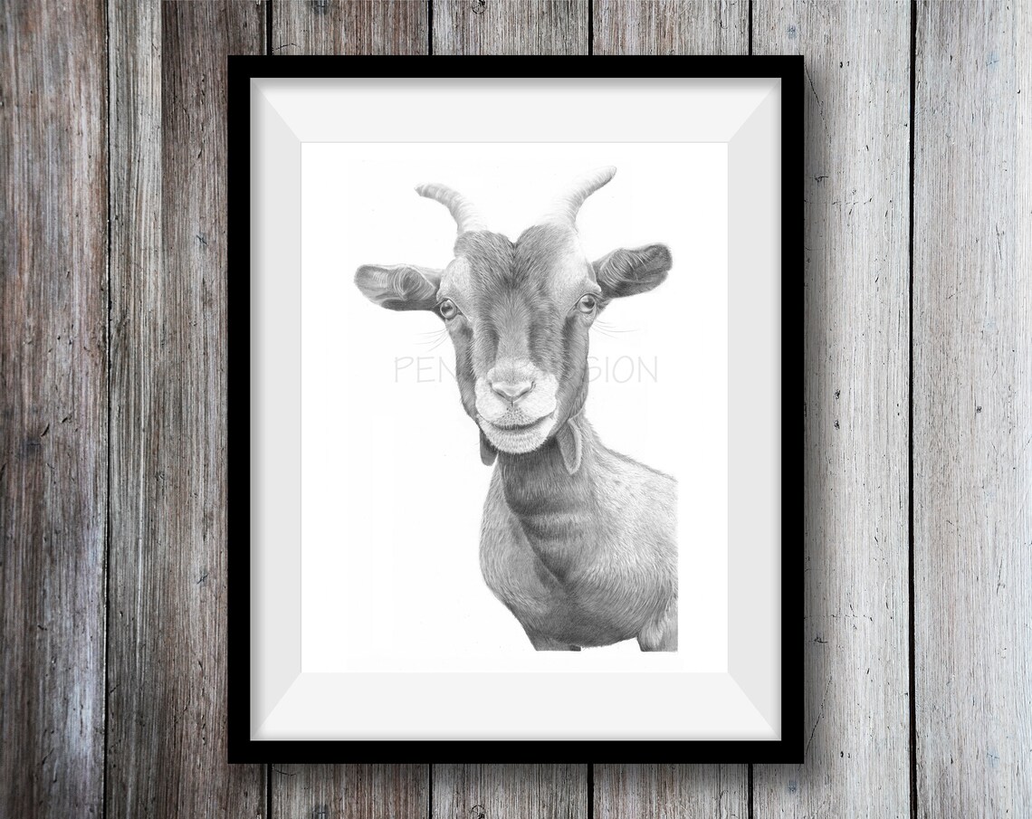 Pygmy Goat Art Print Hand Drawn Animal Pencil Drawing A4 / - Etsy