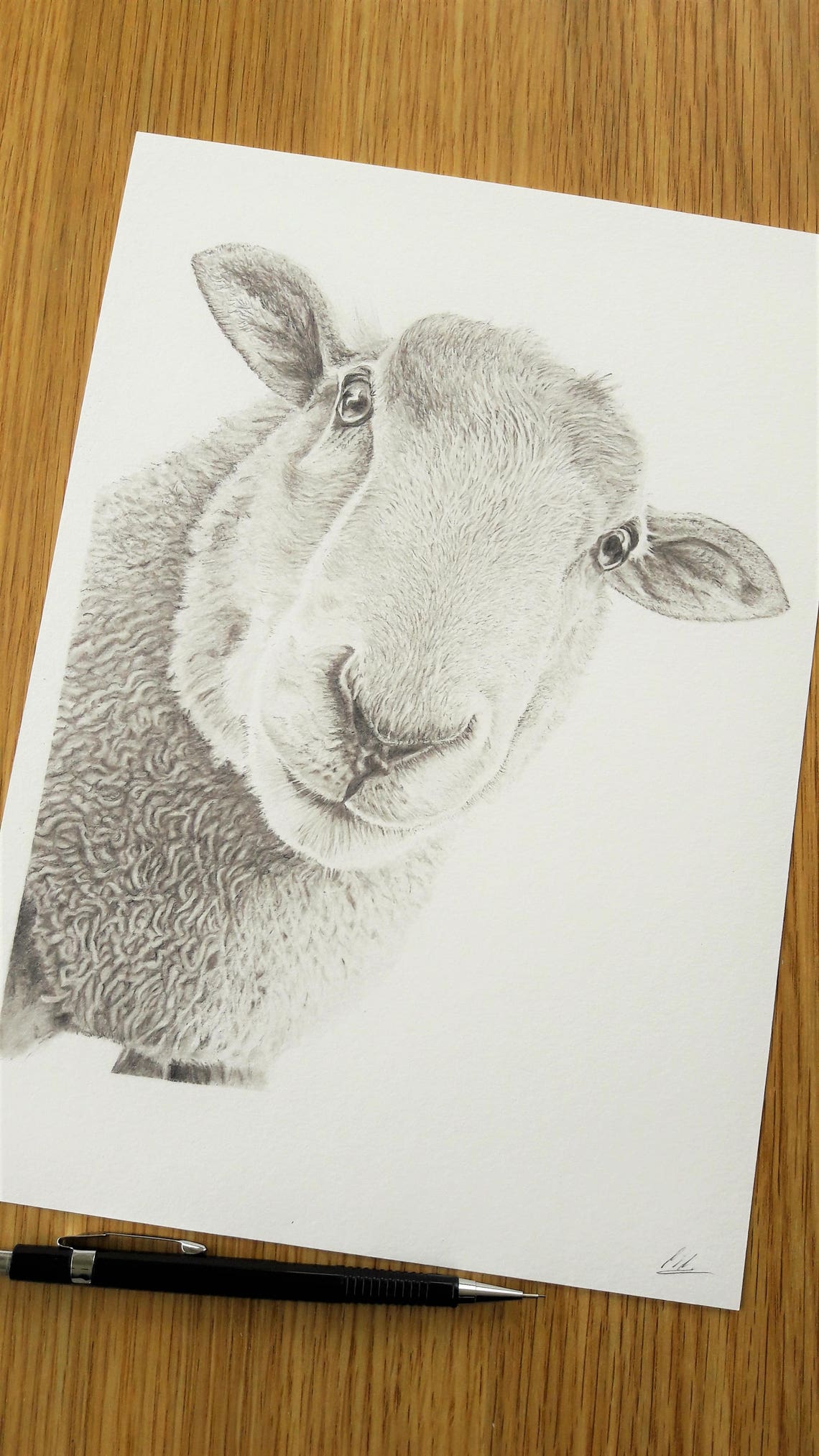 Sheep Art Print Hand Drawn Animal Pencil Drawing A4 / A5 - Etsy
