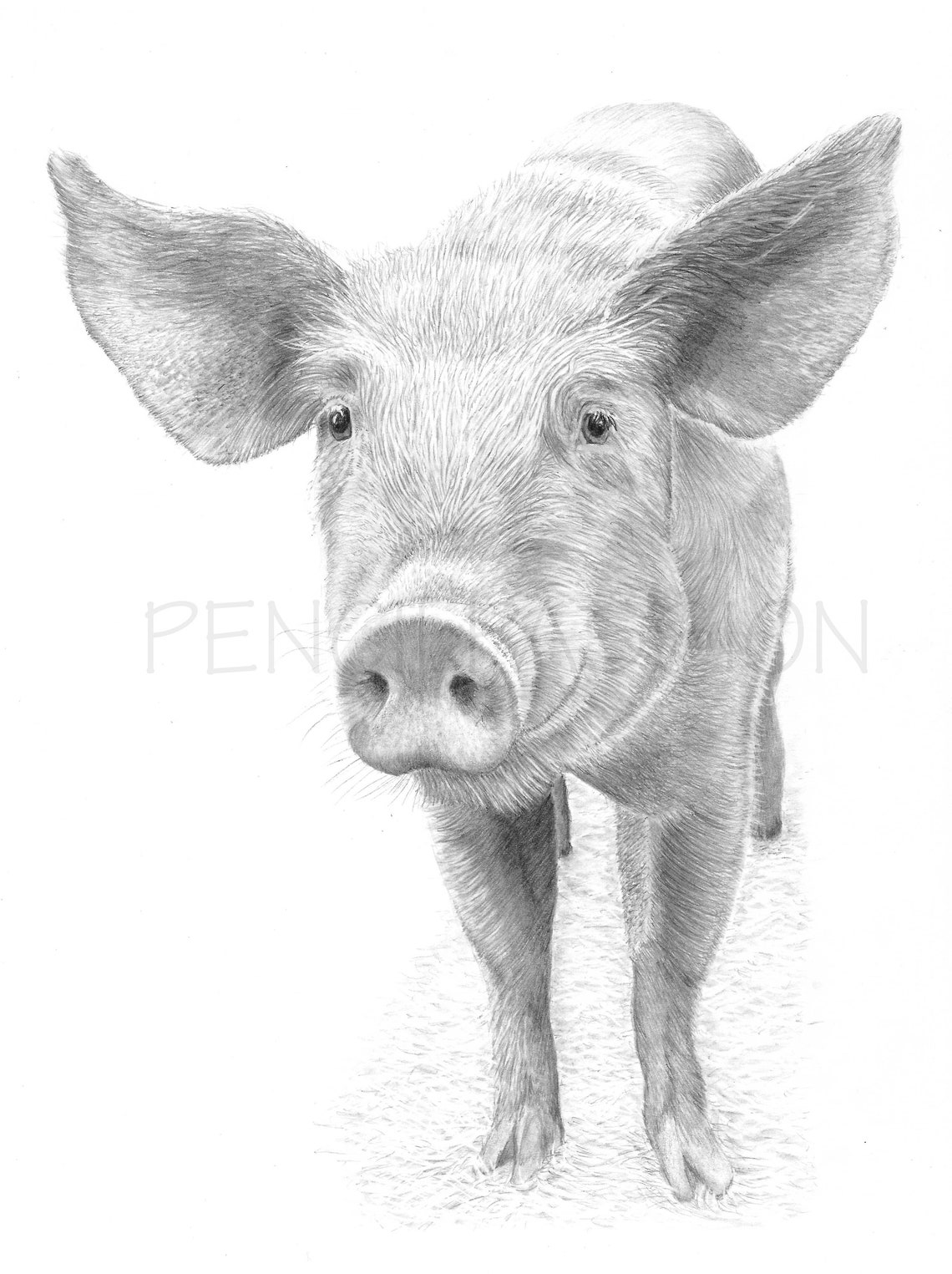 Pig Art Print Hand Drawn Animal Pencil Drawing A4 / A5 - Etsy
