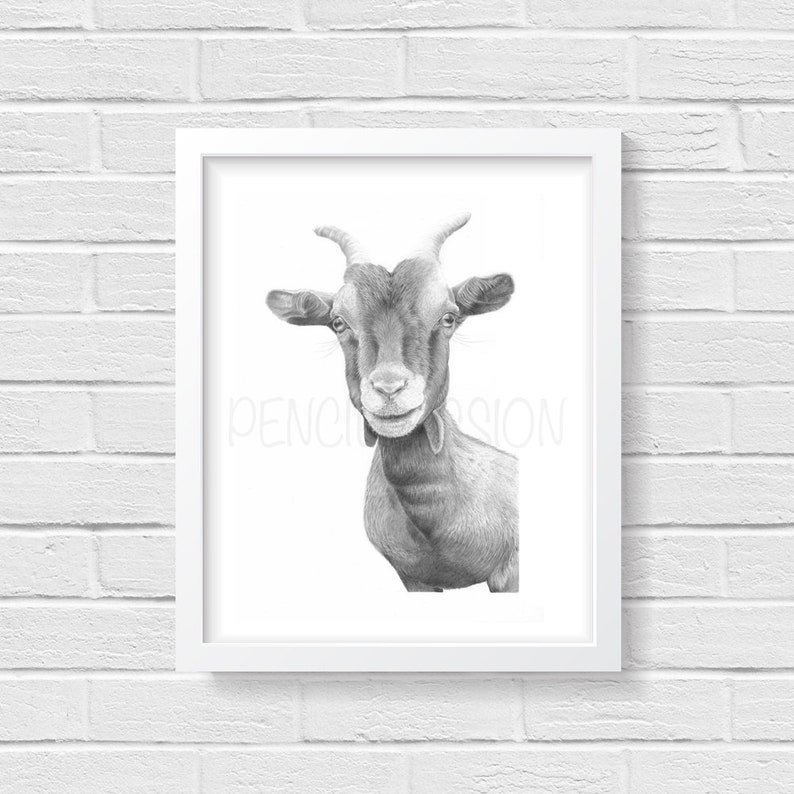 Pygmy Goat Art Print - Hand Drawn Animal Pencil Drawing A4 / A5 Sizes ...