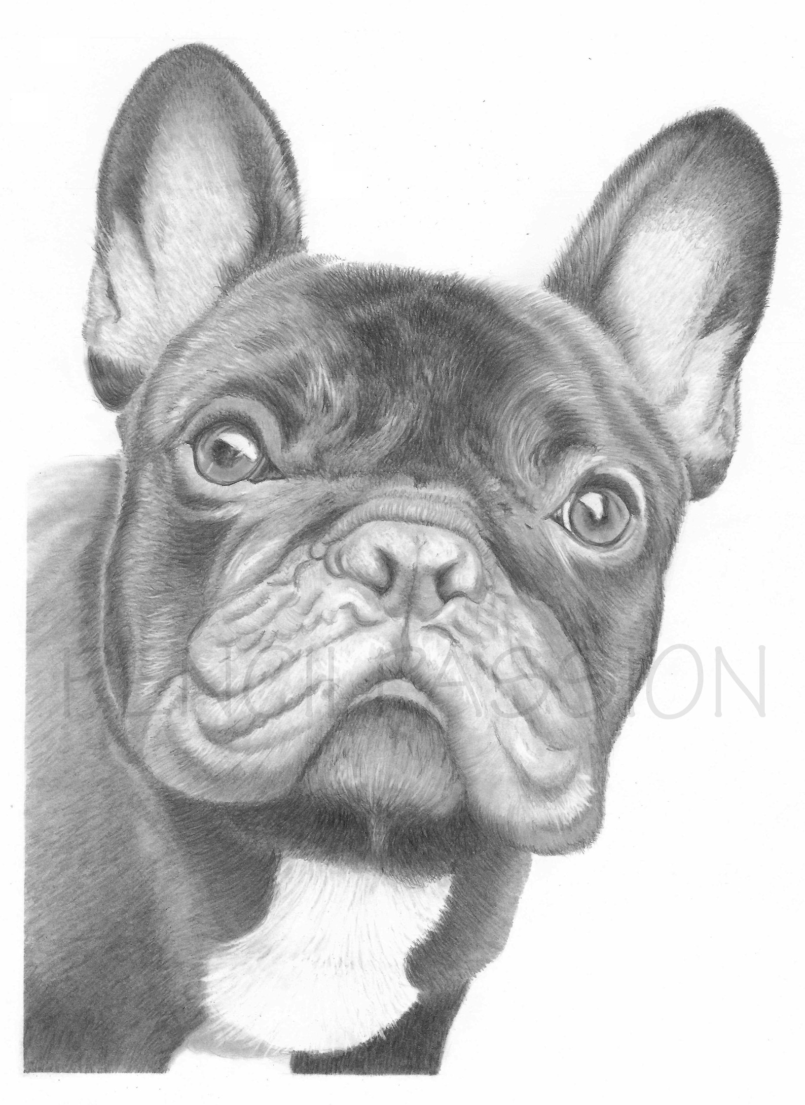 French Bulldog frenchie Art Print Hand Drawn Animal Pencil - Etsy UK