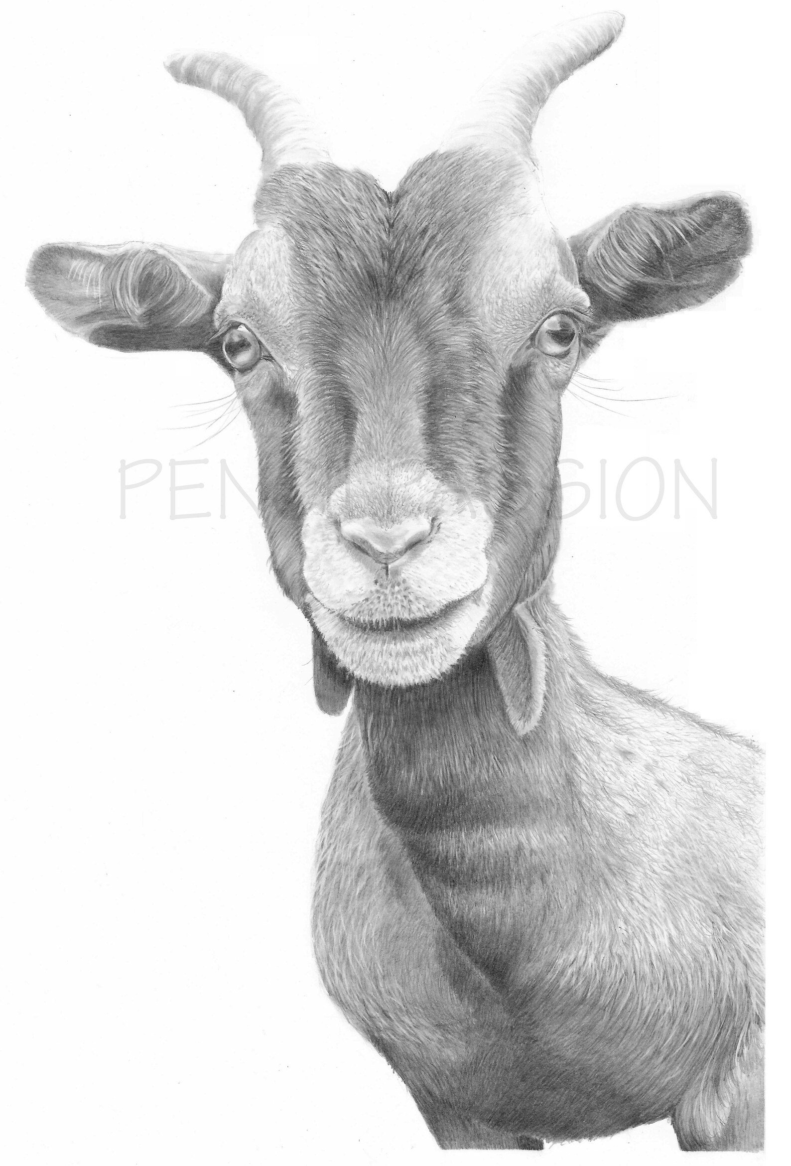 Pygmy Goat Art Print - Hand Drawn Animal Pencil Drawing A4 / A5 Sizes ...