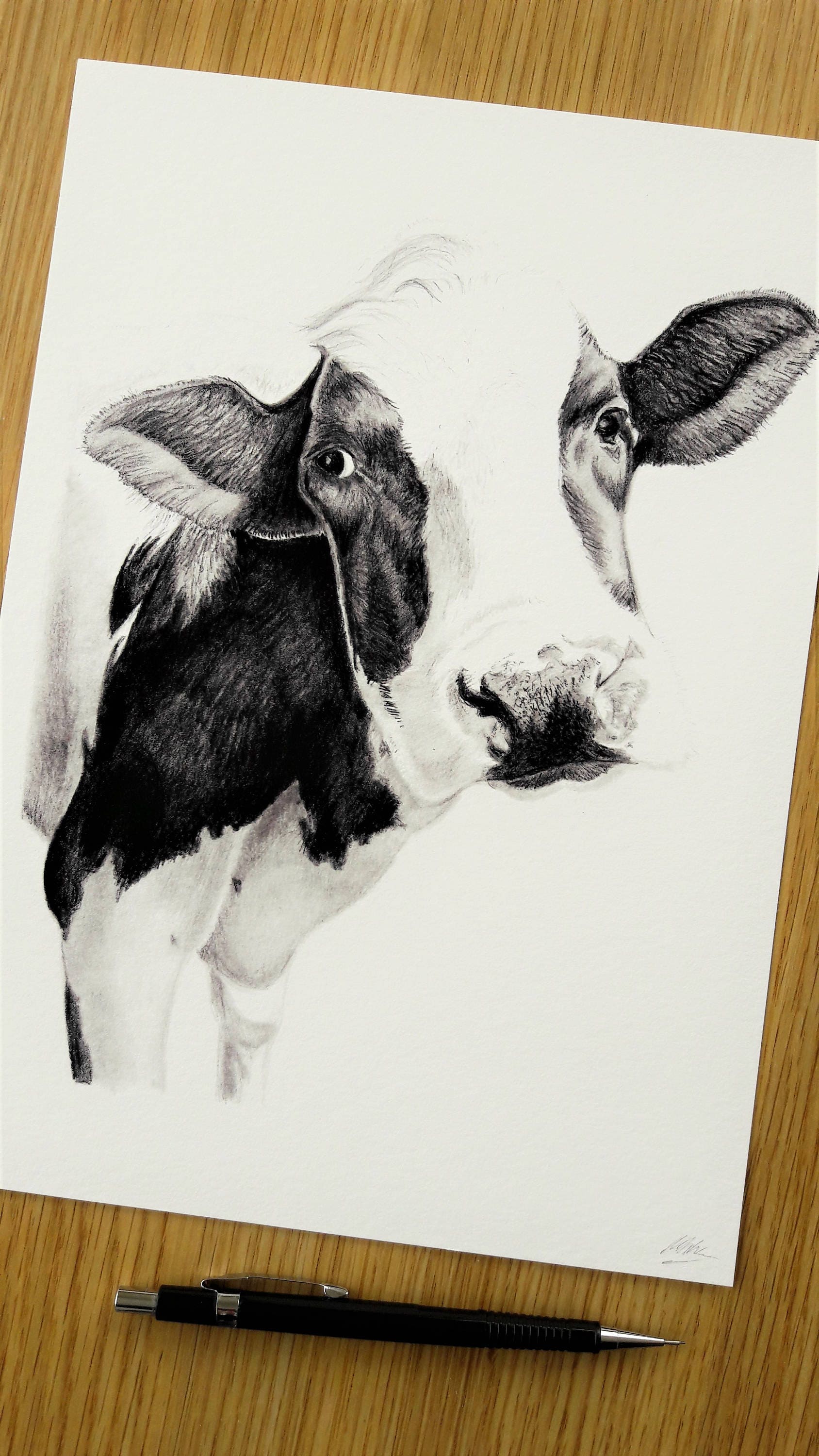Cow Art Print Hand Drawn Animal Pencil Drawing A4 / A5 | Etsy
