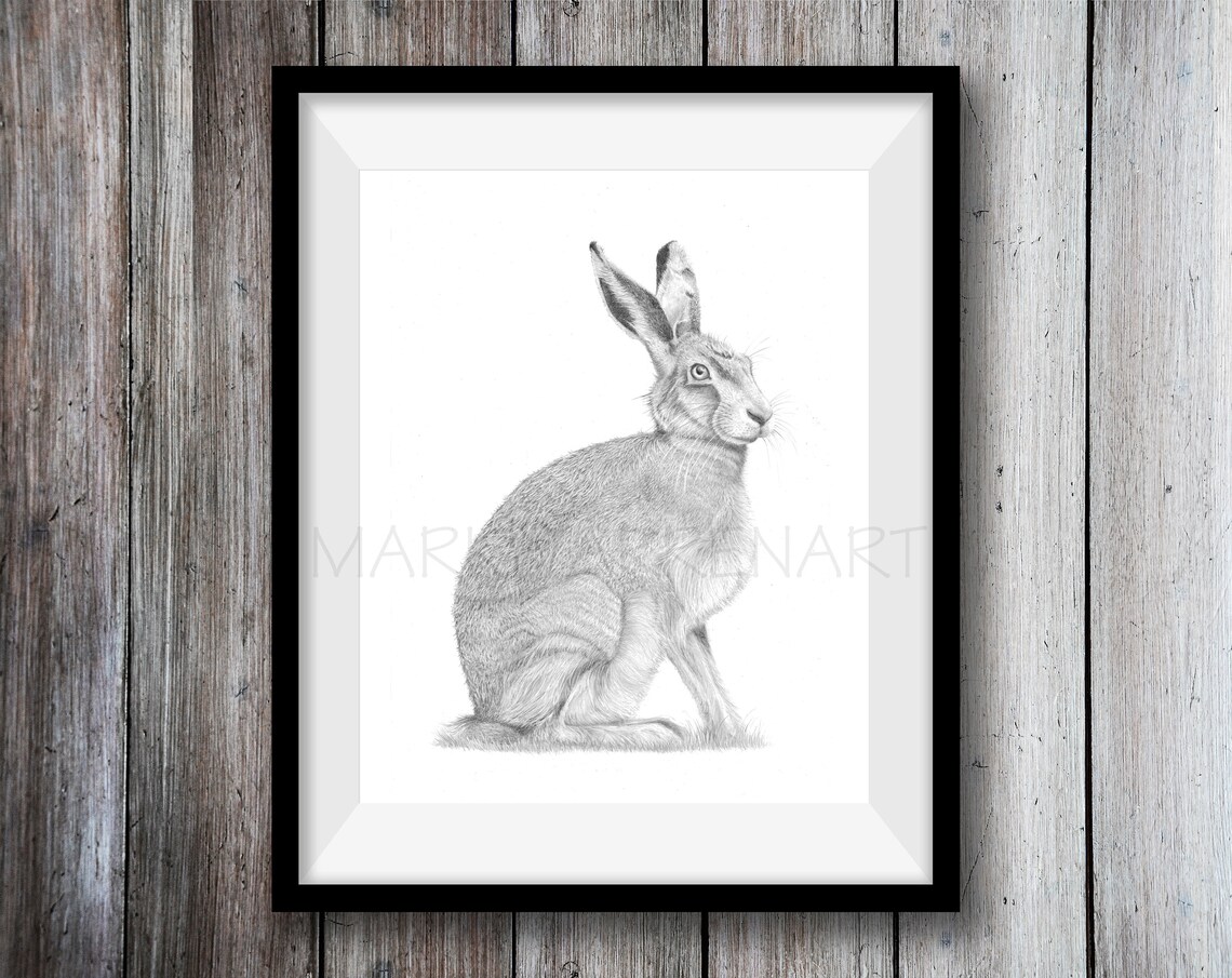 Hare Art Print - Hand Drawn Animal Pencil Drawing Illustration A4 / A5 ...