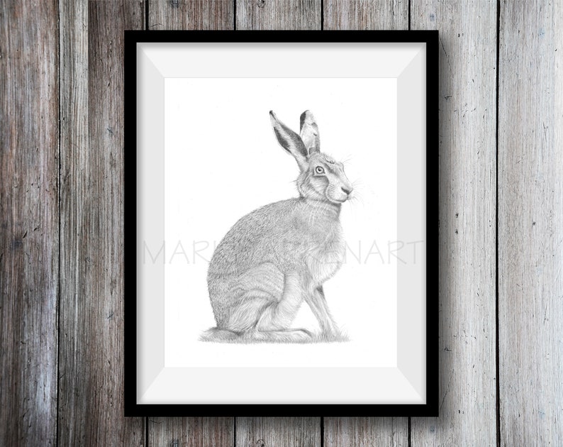 Hare Art Print Hand Drawn Animal Pencil Drawing Illustration - Etsy