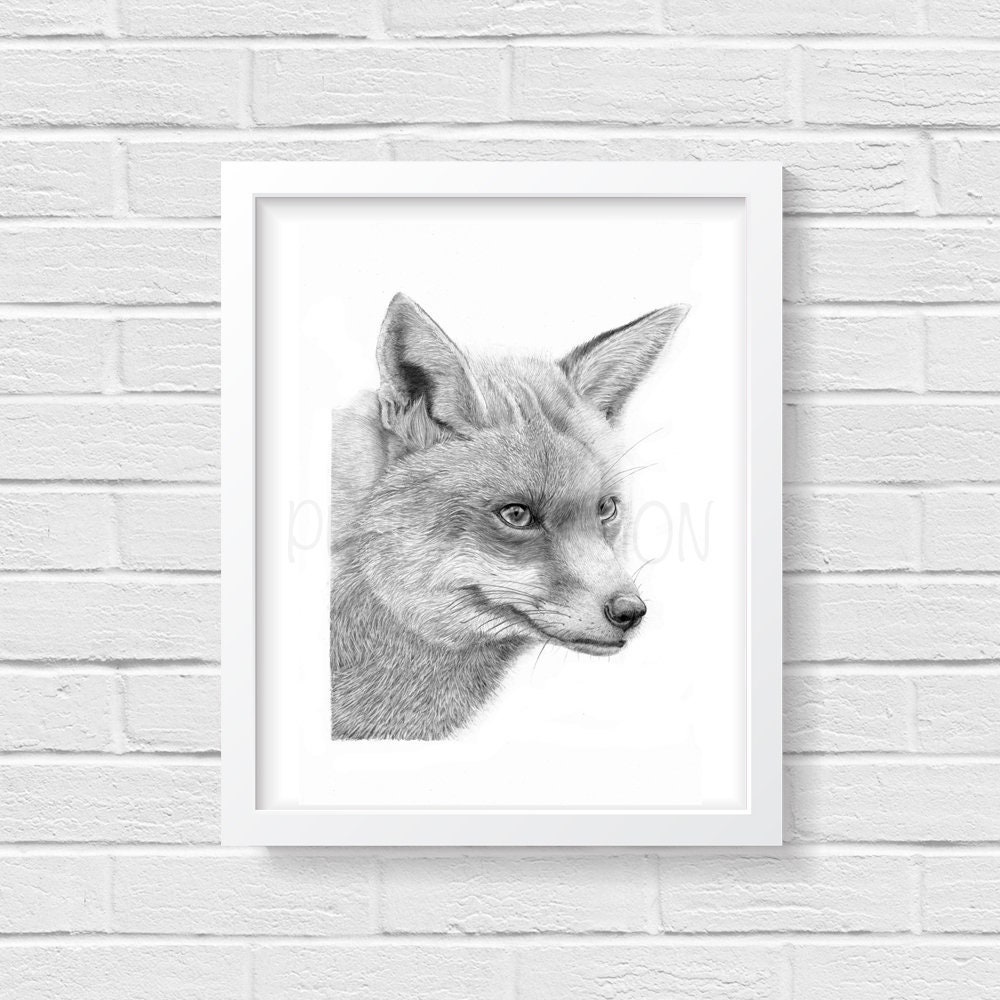 Red Fox Illustration Black And White