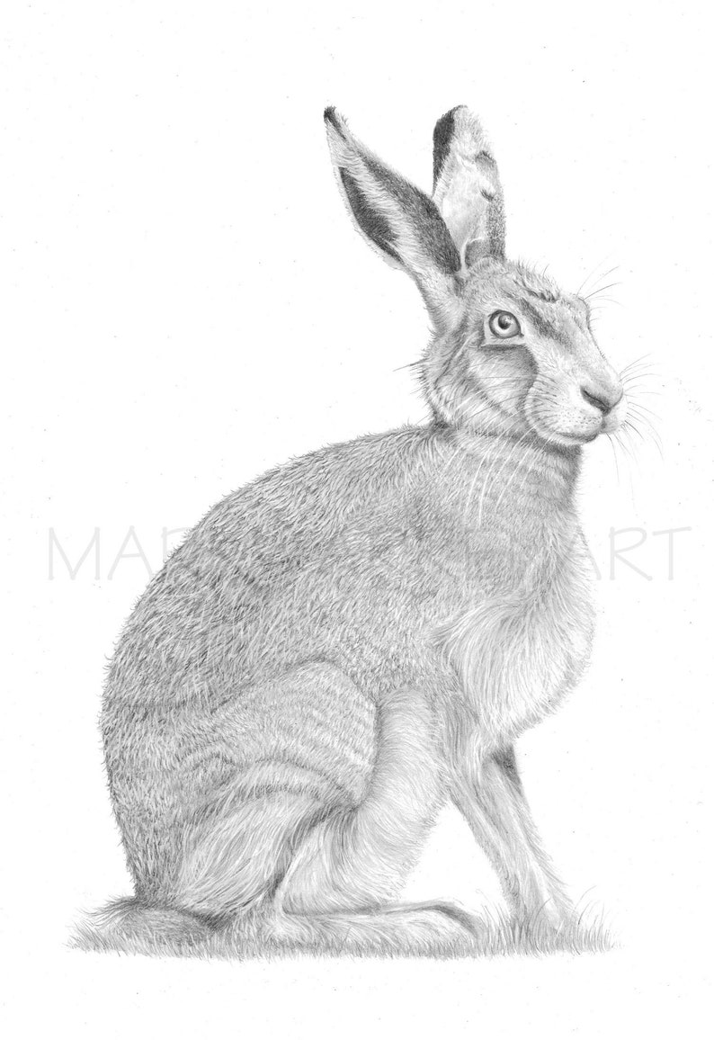 Hare Art Print Hand Drawn Animal Pencil Drawing Illustration - Etsy