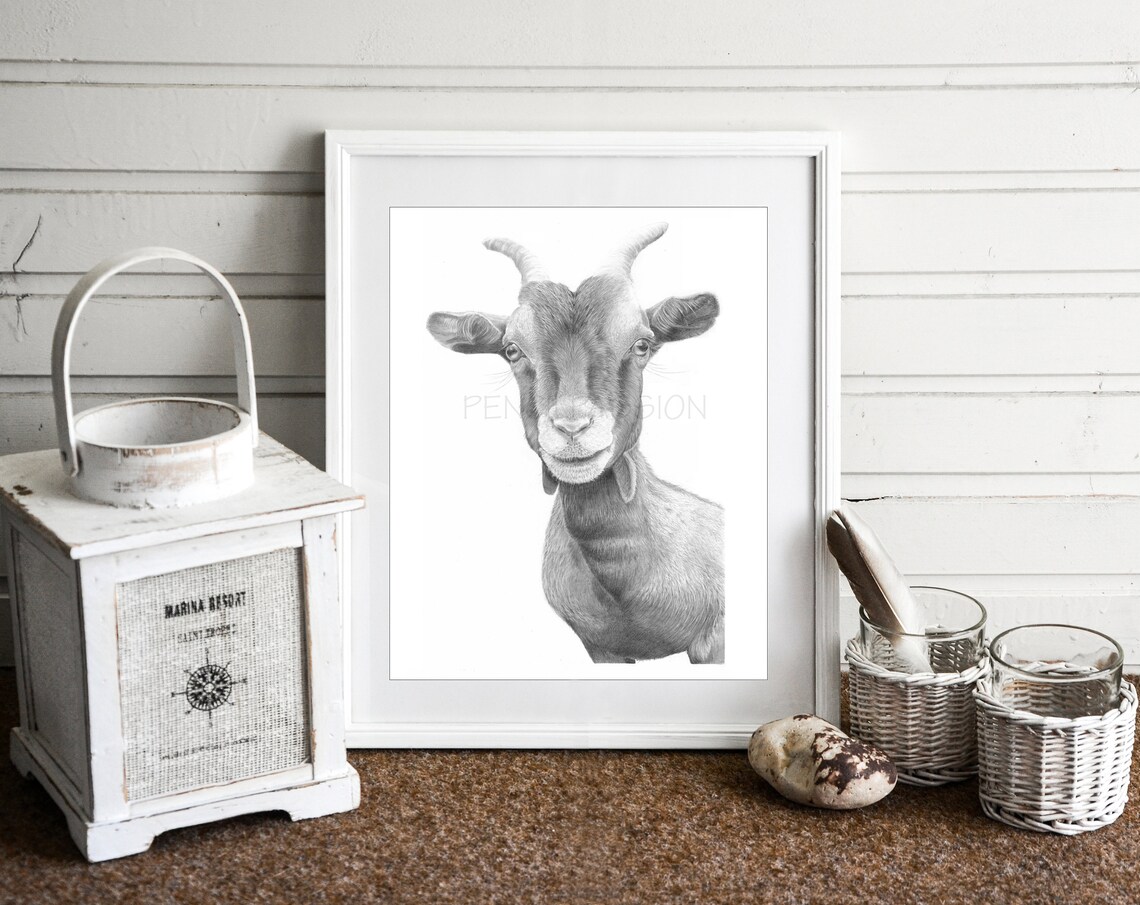 Pygmy Goat Art Print Hand Drawn Animal Pencil Drawing A4 / - Etsy