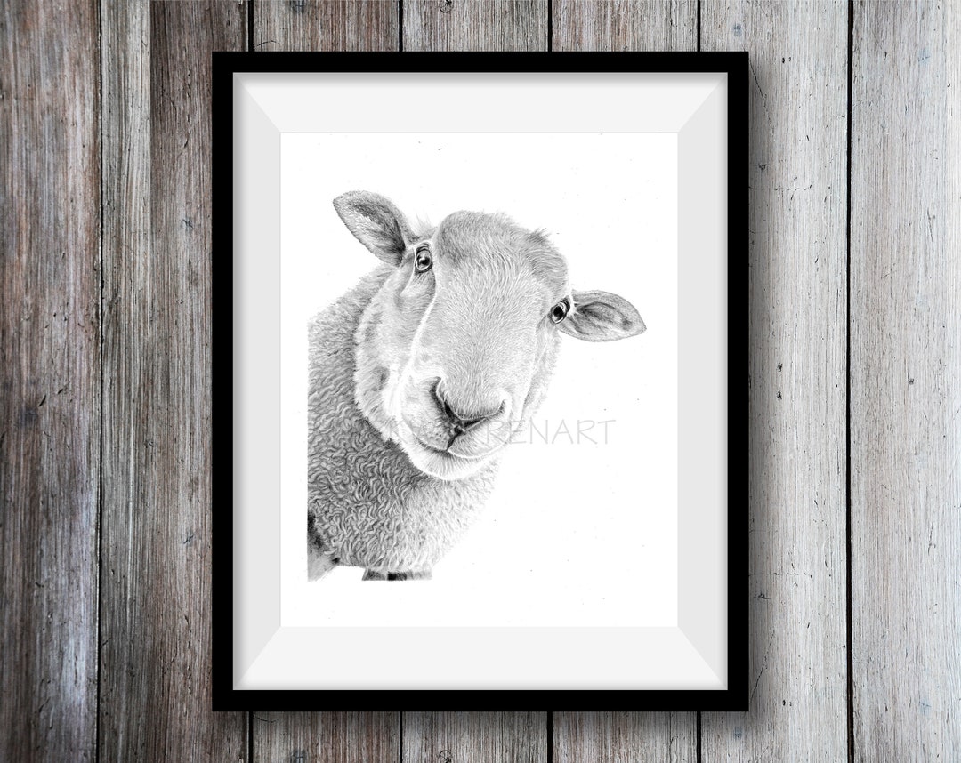 Sheep Art Print - Hand Drawn Animal Pencil Drawing A4 / A5 Sizes Giclee ...