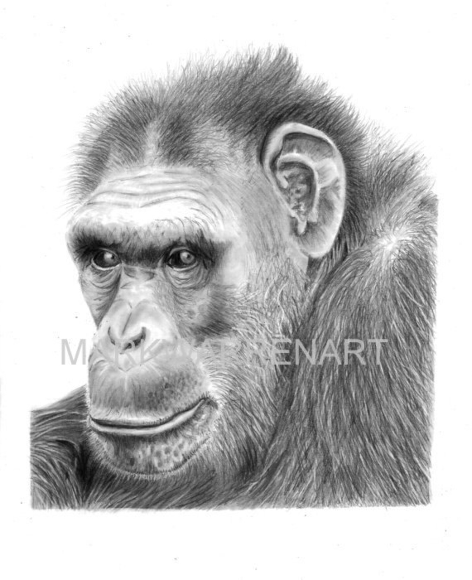 Chimpanzee Art Print Hand Drawn Animal Pencil Drawing A4 / - Etsy