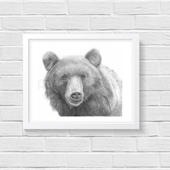 Bear Drawings In Pencil