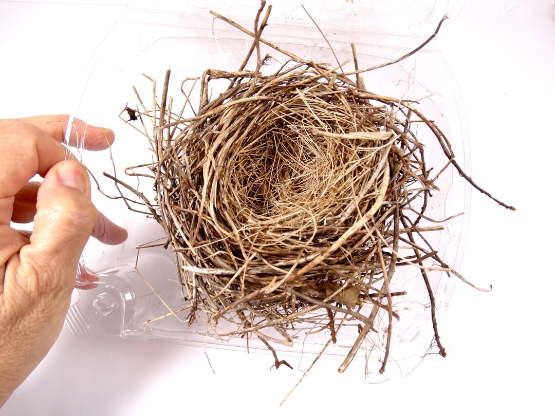 Real Bird Nest, Natural Supply Grass and Leaves Birds Nest, Actual Nest ...