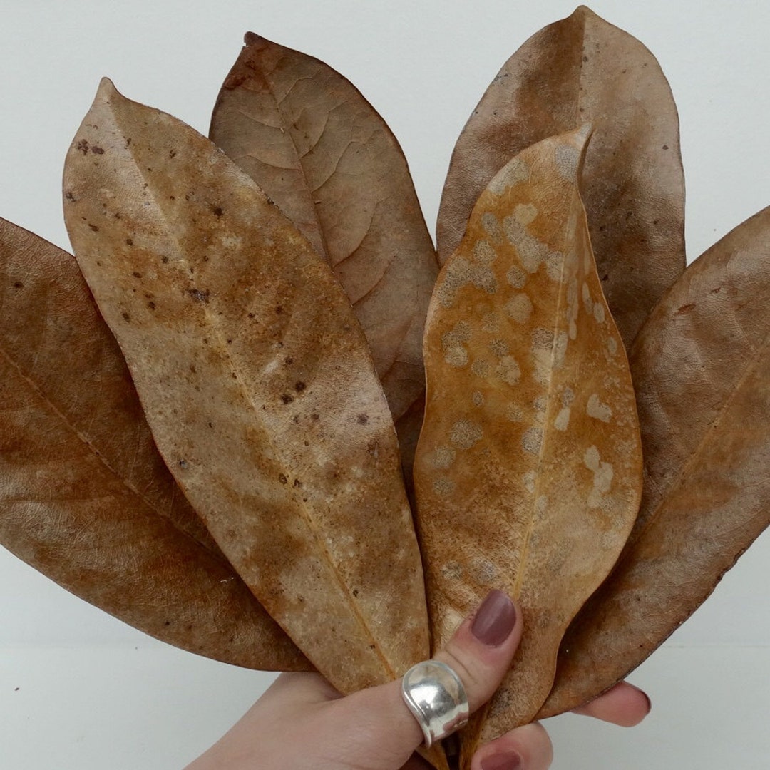 Lot of 12 Natural Dried Magnolia Leaves, Rustic Wedding Decor - Etsy