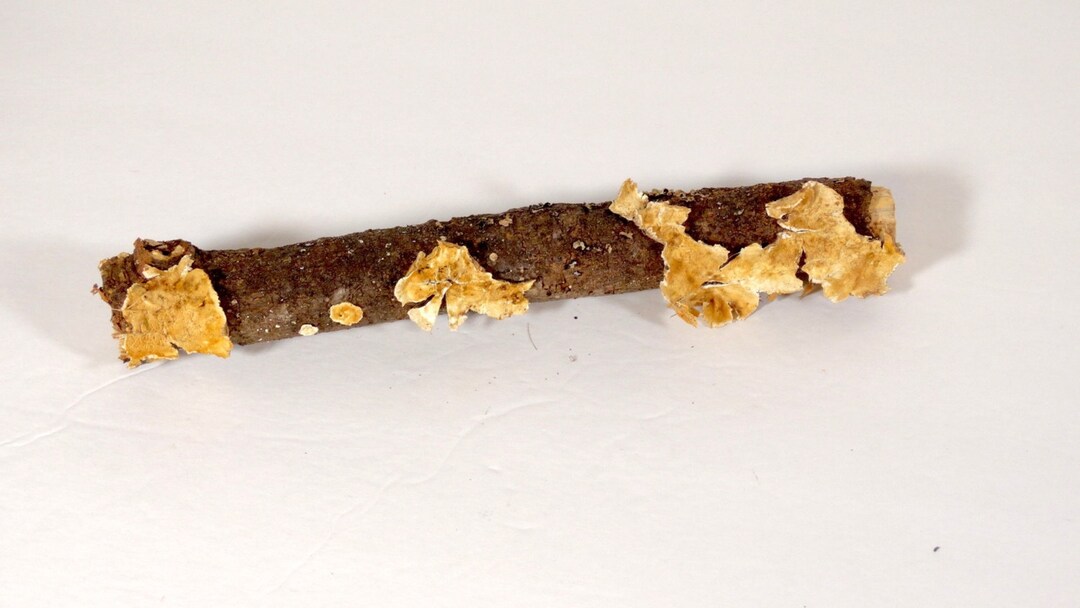 Stick and Fungus, All-natural Tree Fungus, Florist's Supply, Terrarium ...