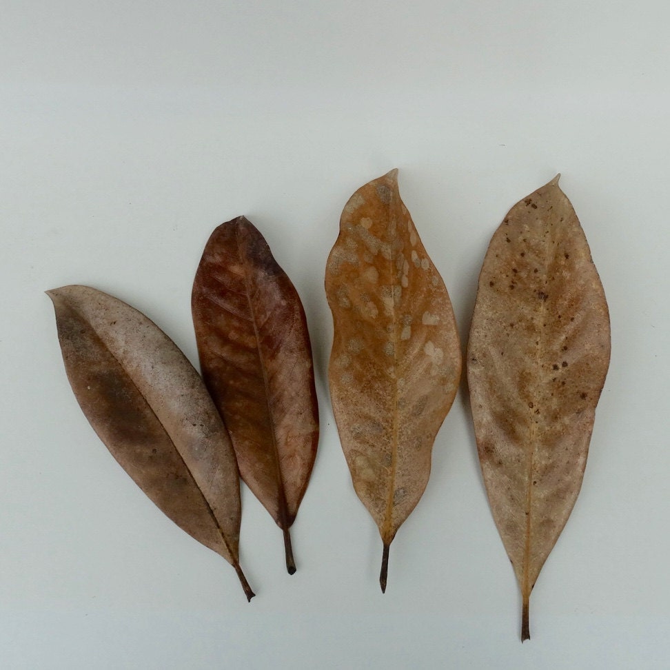Lot of 12 Natural Dried Magnolia Leaves, Rustic Wedding Decor - Etsy