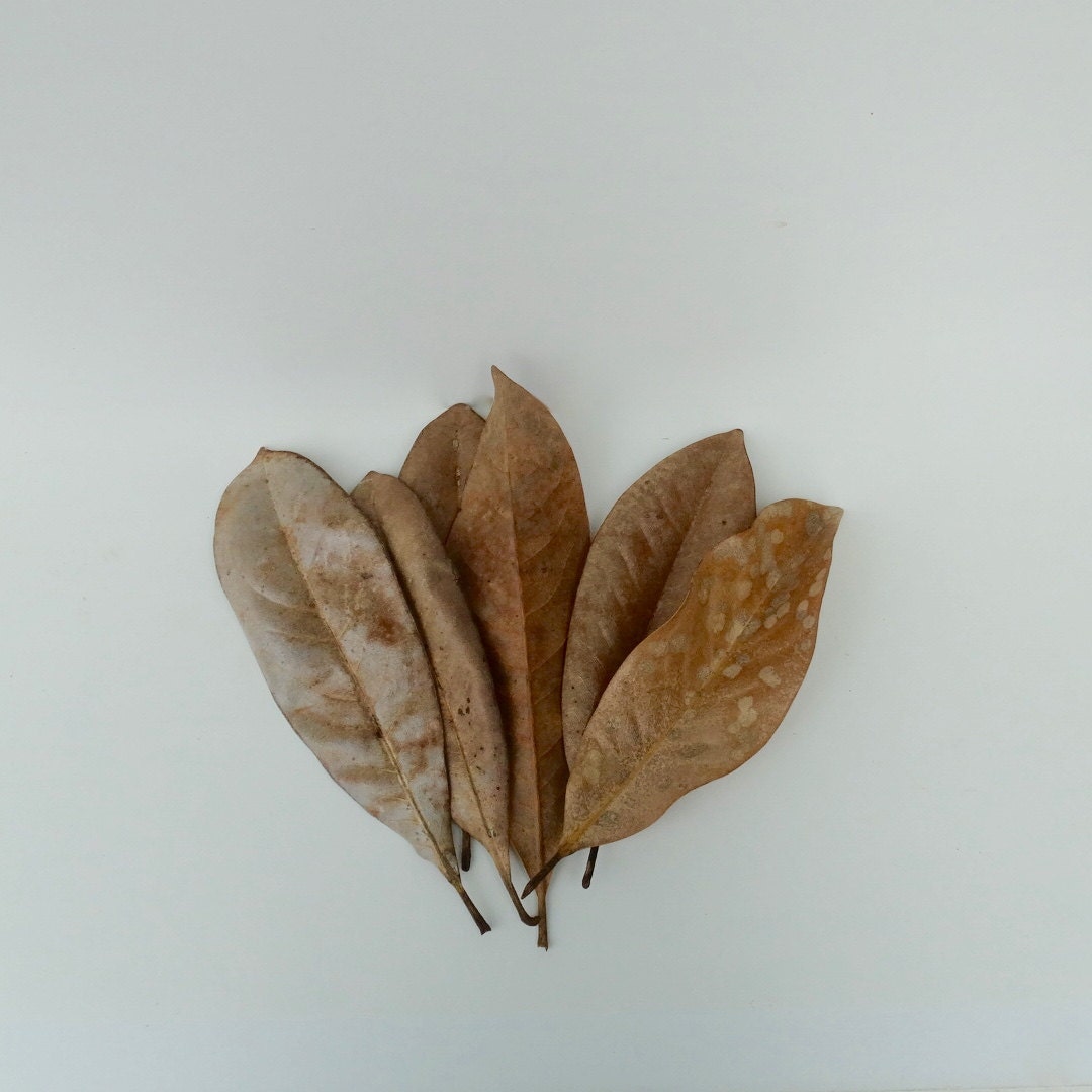 Lot of 12 Natural Dried Magnolia Leaves, Rustic Wedding Decor - Etsy