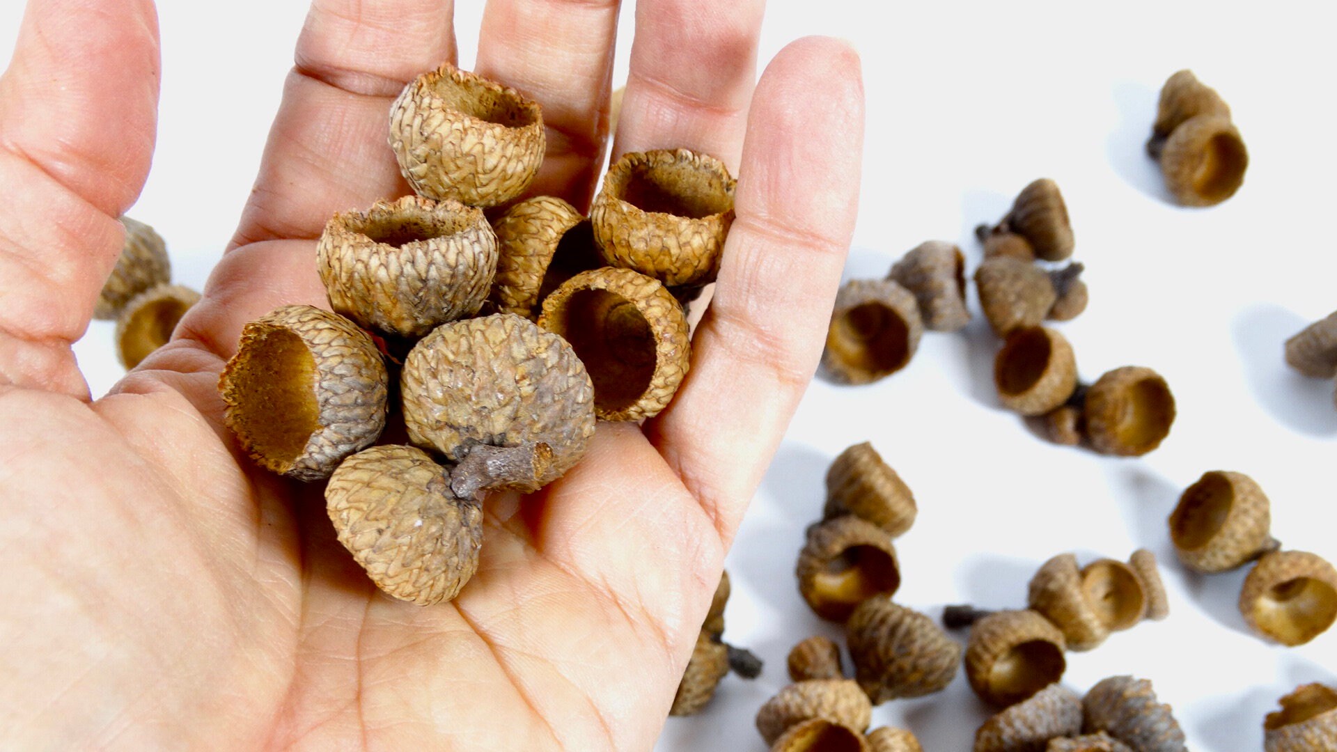 Southern Red Oak Acorn Caps Quercus falcata Acorn Tops - Etsy.de