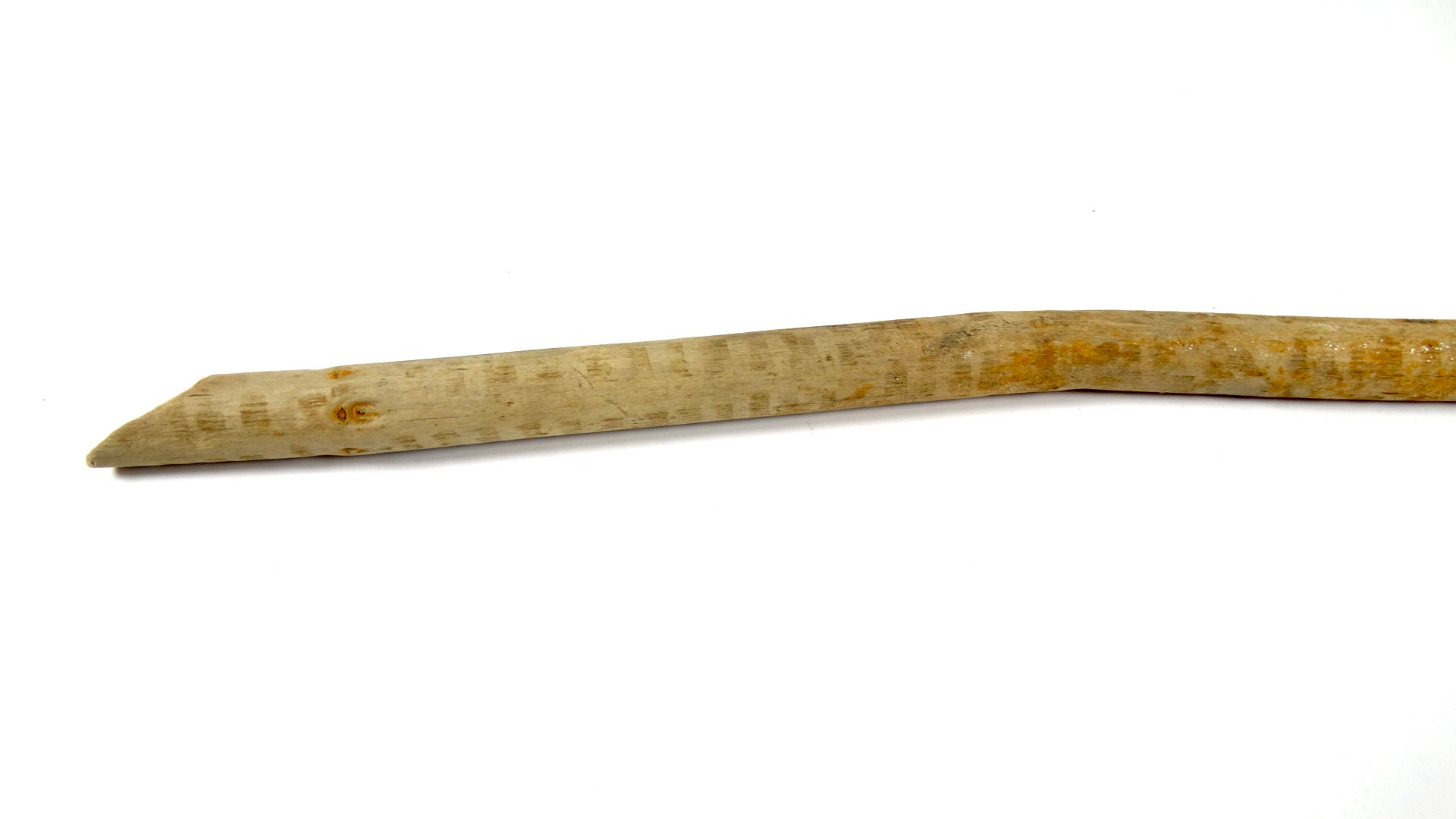 Beaver Chew Stick - Gnawed Stick Beaver Gnawed Twig Oddity Nature ...
