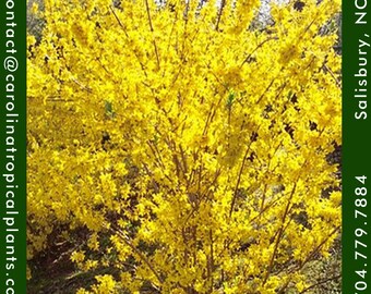 Forsythia | Etsy