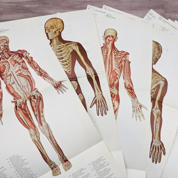 Anatomical Plates - Etsy