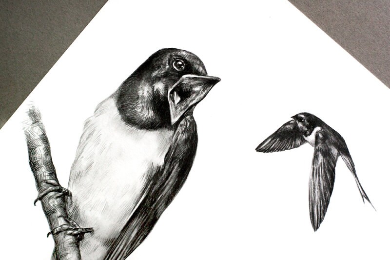 Barn Swallow Pencil Drawing ORIGINAL Art by Kerli - Etsy