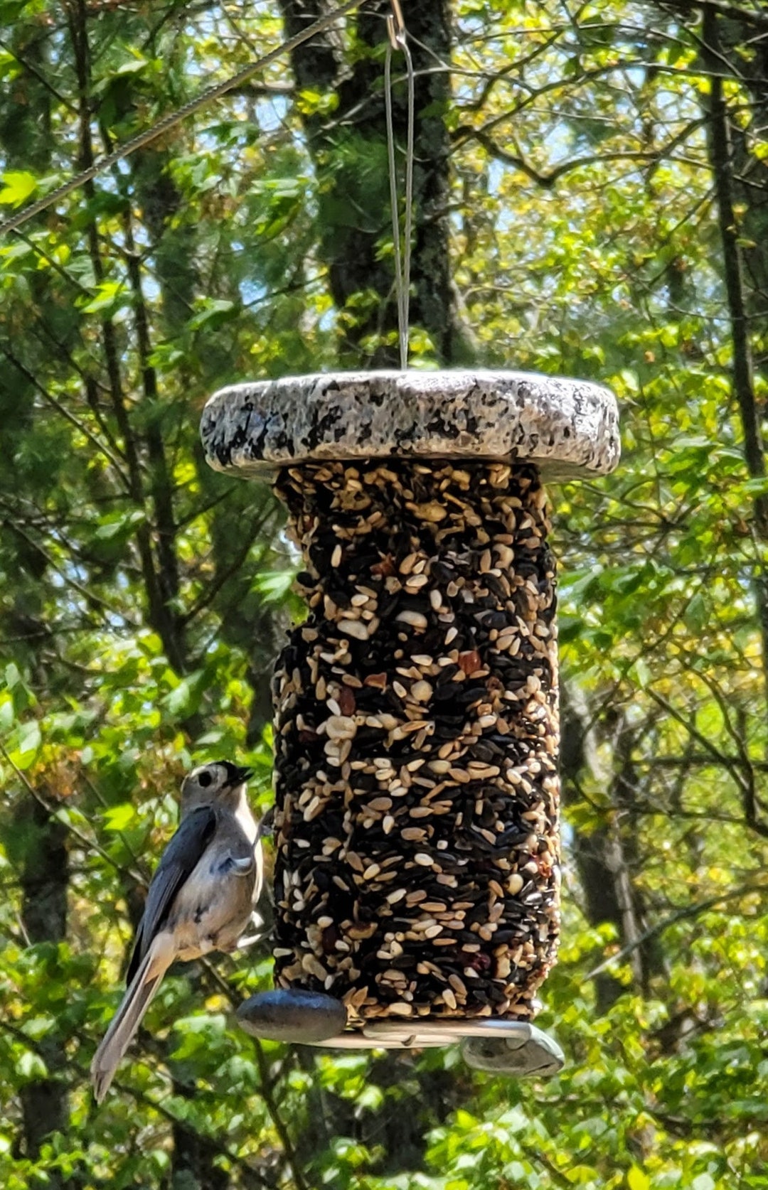 Feast - Seed Cylinder Lifetime Bird Feeder - Etsy