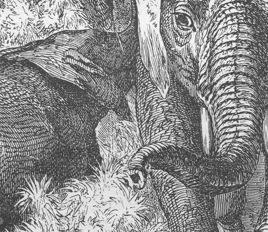 Vintage Elephant Print Downloadable, Elephant Wall Art, 1880s Pen ...