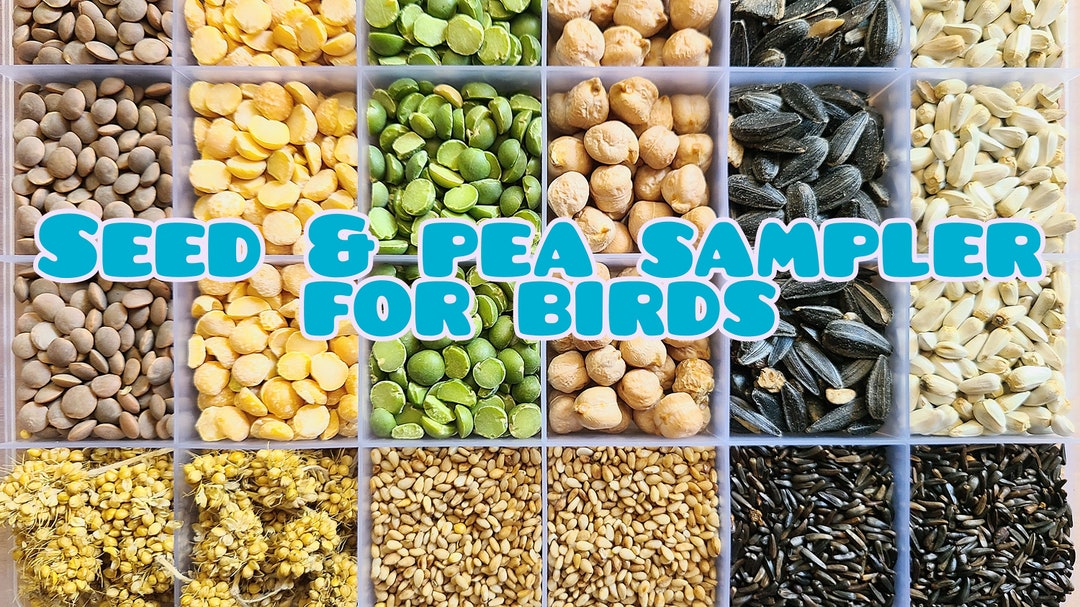 Pigeon Seed & Bean Sample Box, Bird Seed Samples, Bird Treat Box, Bird ...