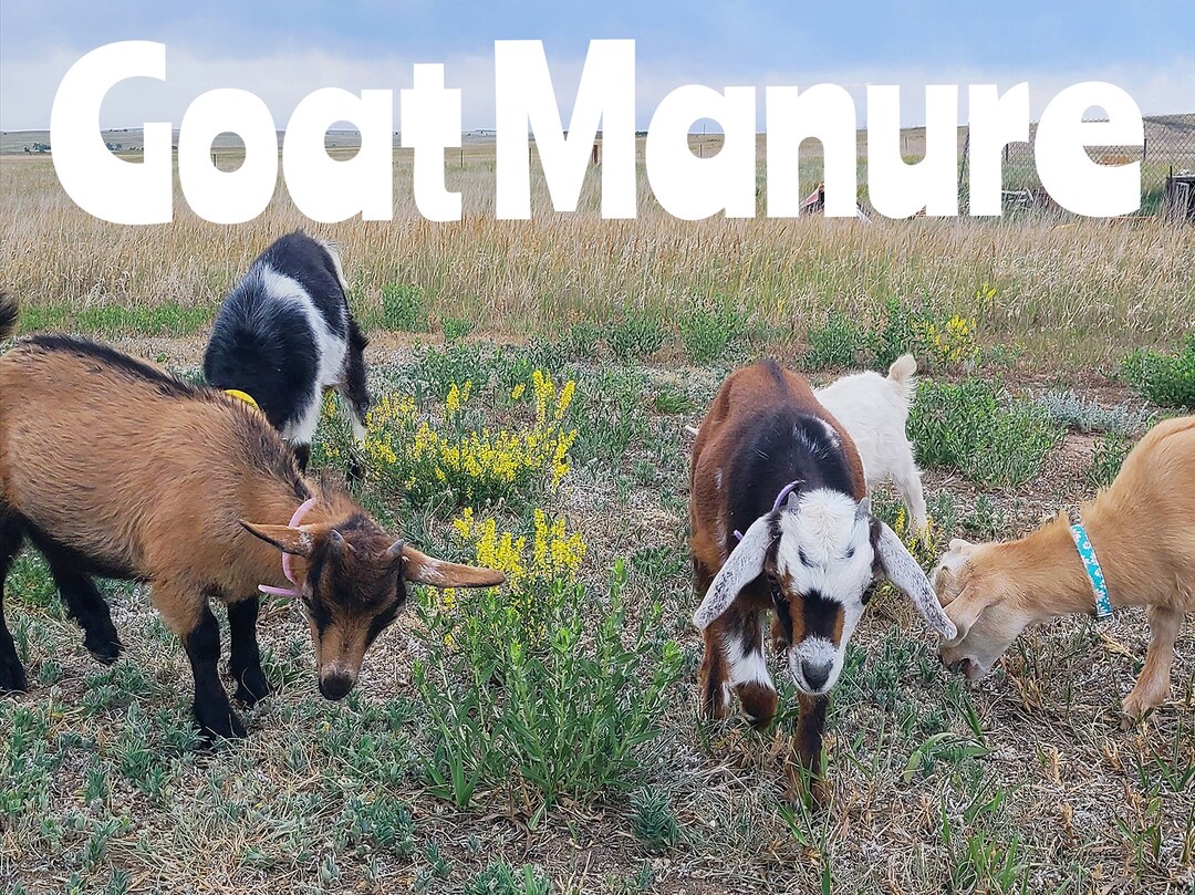 Goat Manure, 1lb Fresh Goat Manure, Fertilizer, All Natural Fertilizer ...