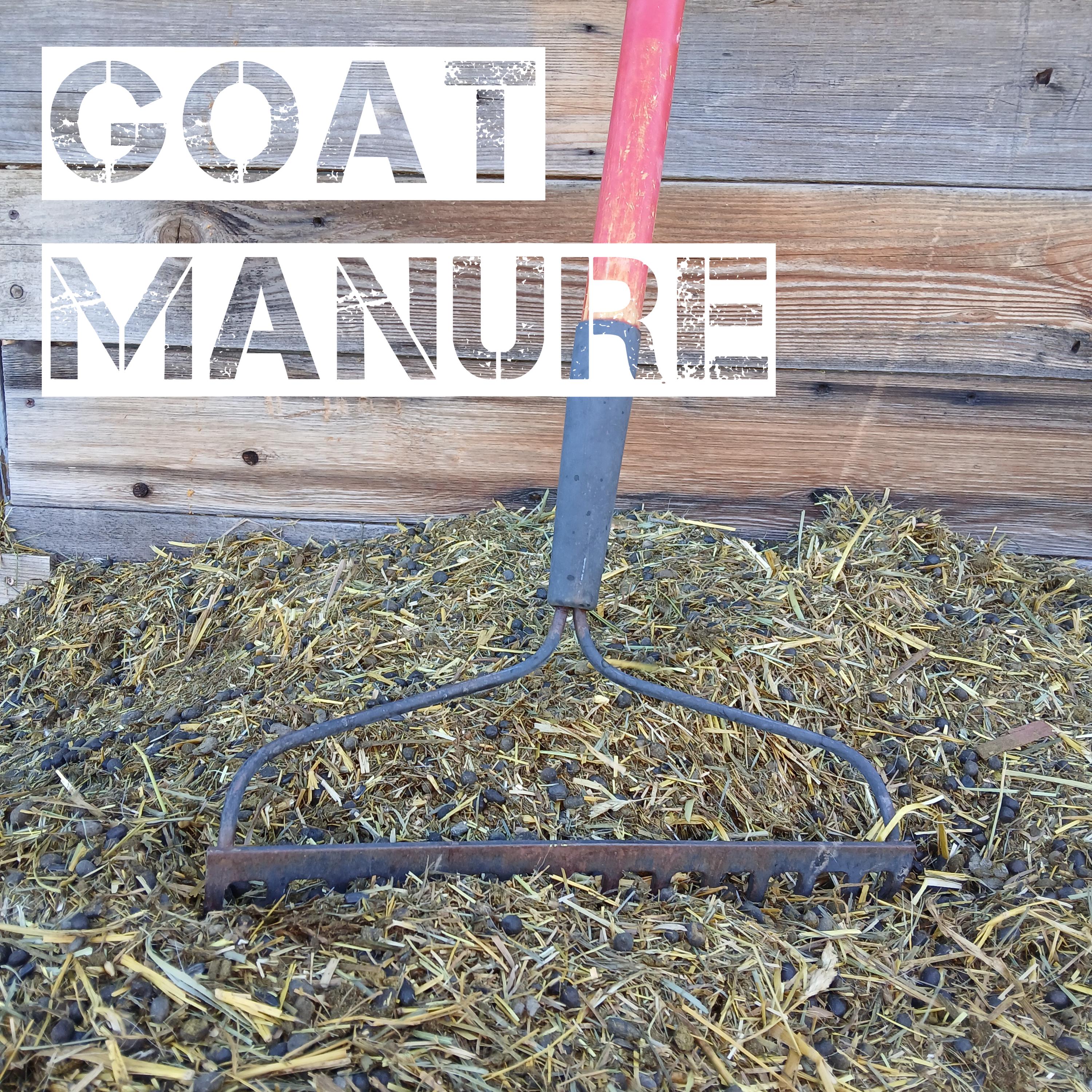 Goat Manure, 1lb Fresh Goat Manure, Fertilizer, All Natural Fertilizer ...