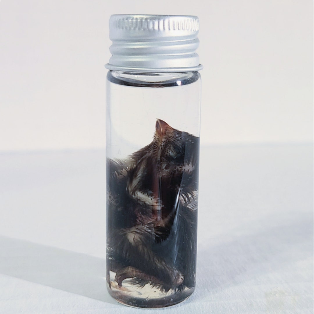 Button Quail Chick Wet Specimen, Quail Chick, Taxidermy - Etsy