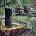 Deep Forest Cologne -like Hiking Through a Pine Forest. Refreshing ...
