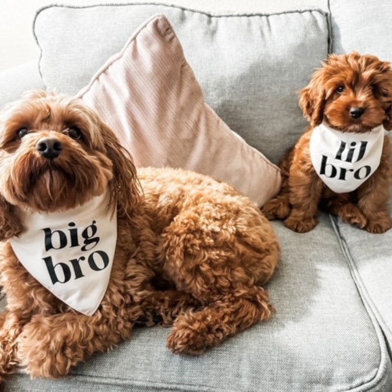 Pet Bandana for a Pitbull - Etsy