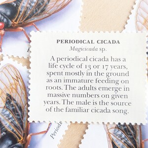 5 Periodical Cicada Stamps, 33 Cent, 1999, Unused Postage Stamps, Insects and Spiders - Etsy