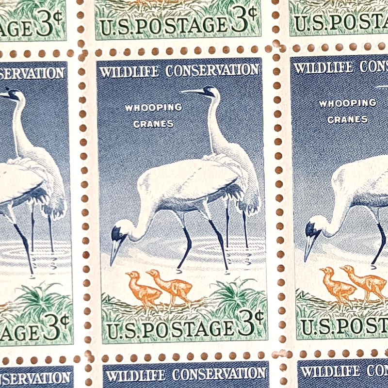 Whooping Crane - Etsy
