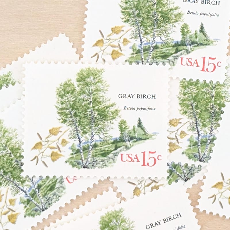 Birch Tree Stamps - Etsy