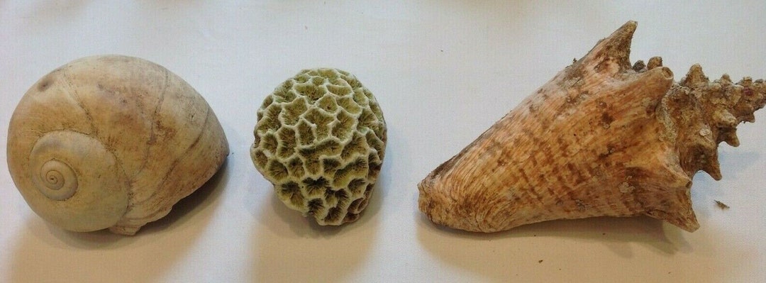 Buy Two Get One Free Beach Shells Decor - Brain Coral, Conch, Nautilus ...