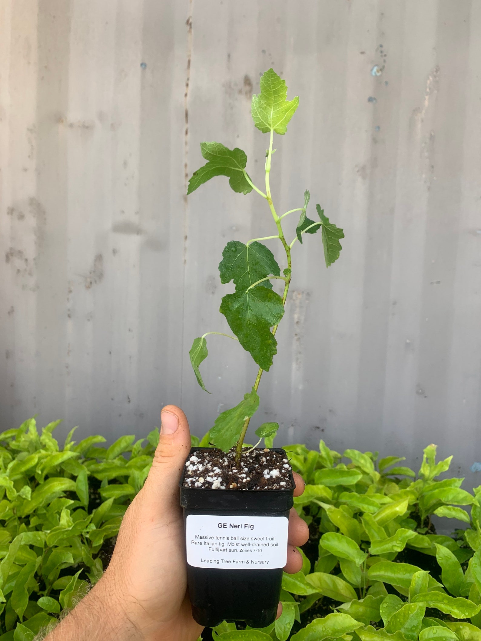 Rare Giant Fruit GE Neri Italian Fig live and Rooted | Etsy