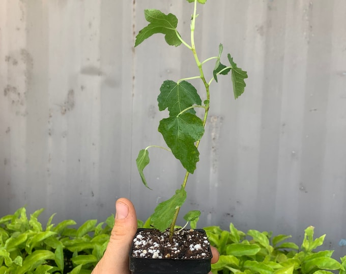 Rare Giant Fruit GE Neri Italian Fig! *live and Rooted* - Etsy