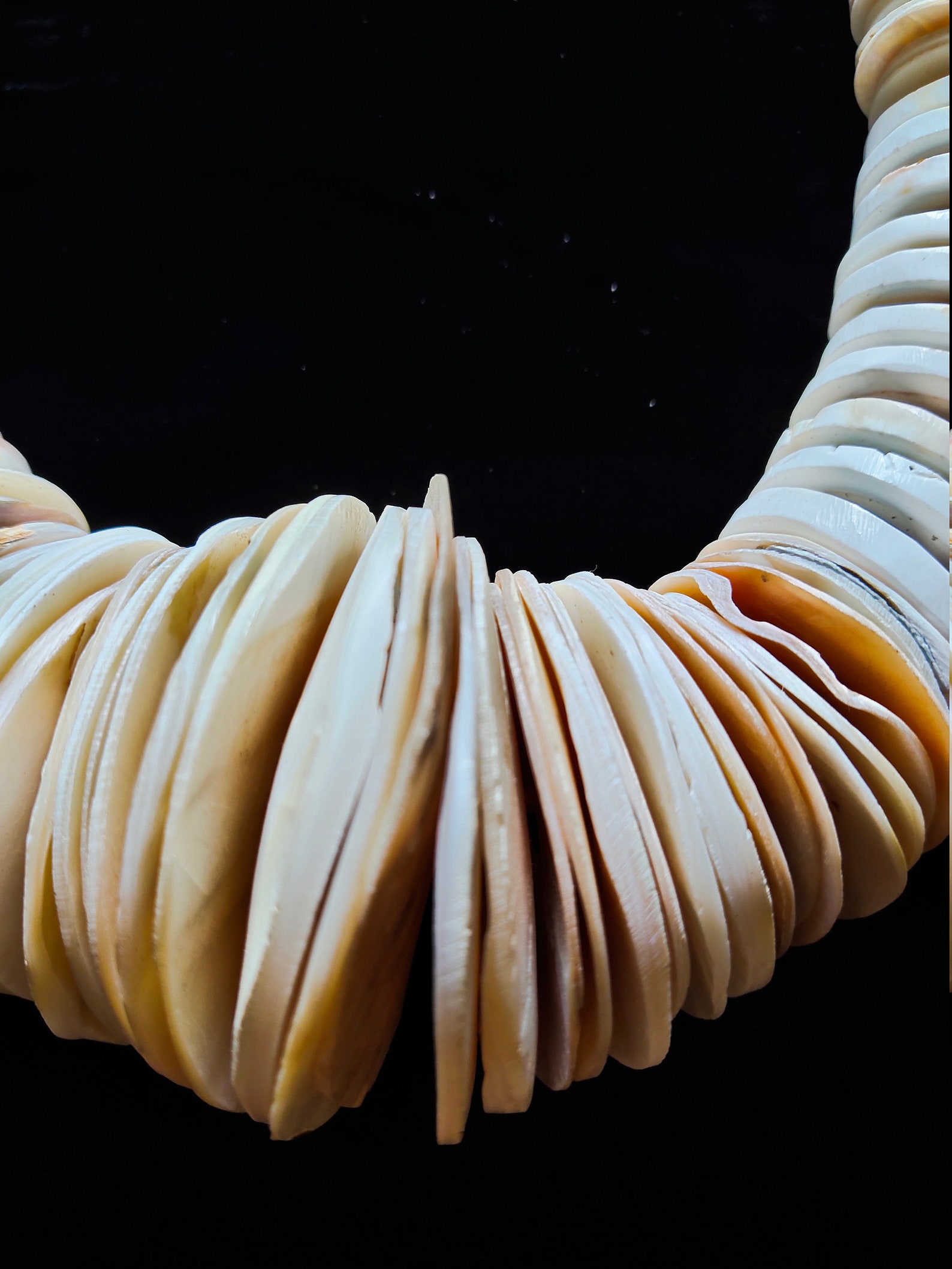 Huge Conus Shell Currency Lumi Papua New Guinea Ethnic Home | Etsy