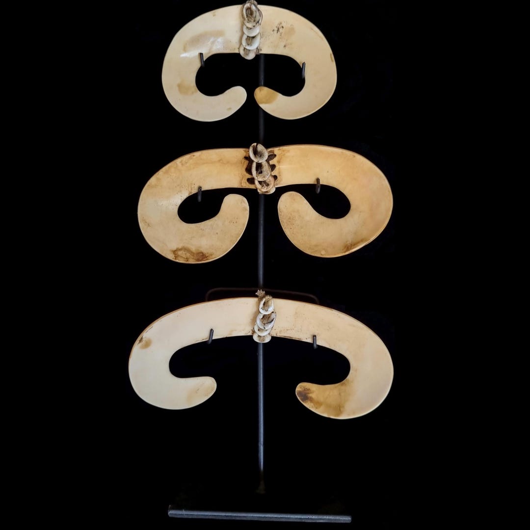 Asmat Nose Piercing Collection, 3 Bipane Septum Headhunter Adornment ...