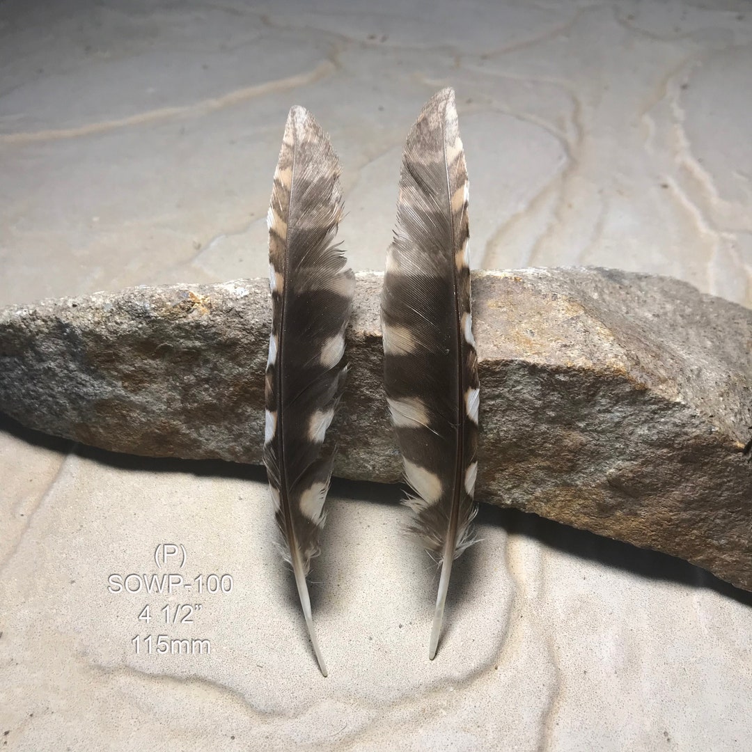 VERY Rare SCOPS OWL Flight Wing Feathers - Exact Pair - Jewellery ...